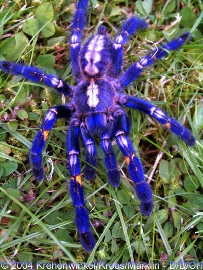 Biologia-Vida: A linda e azul Tarântula metálica / The beautiful blue ...