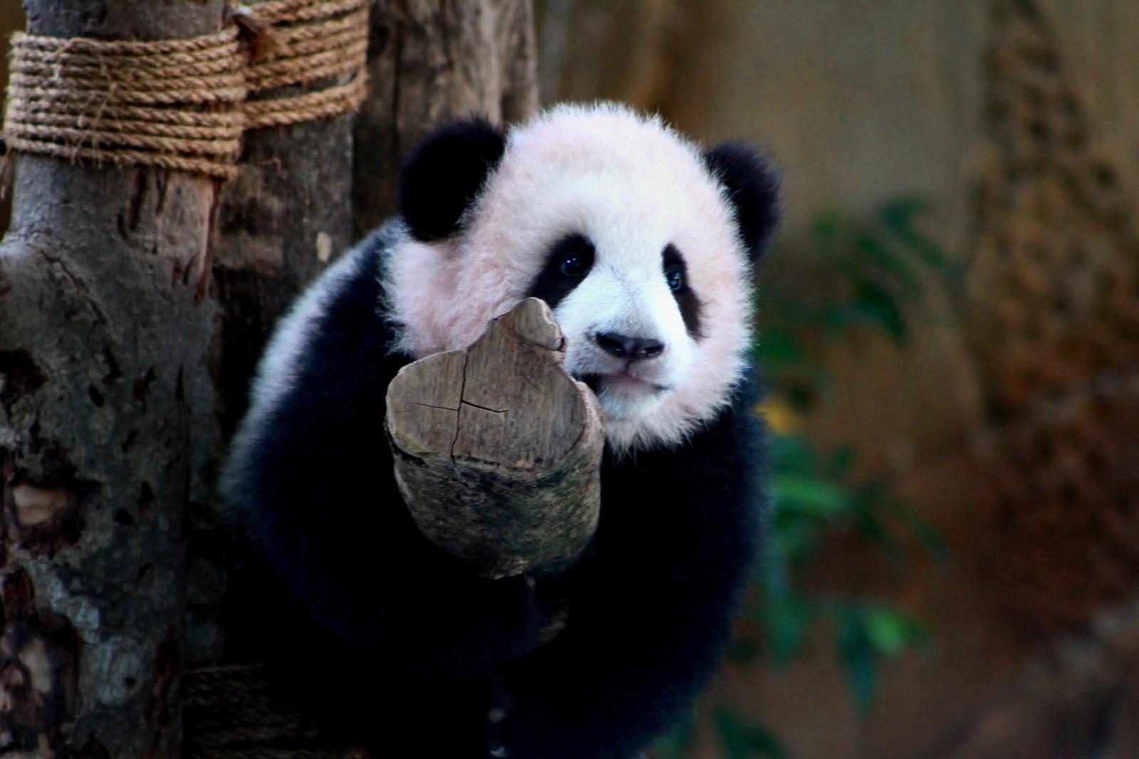 Nuan-Nuan Cecah 25 Kg Makin Aktif