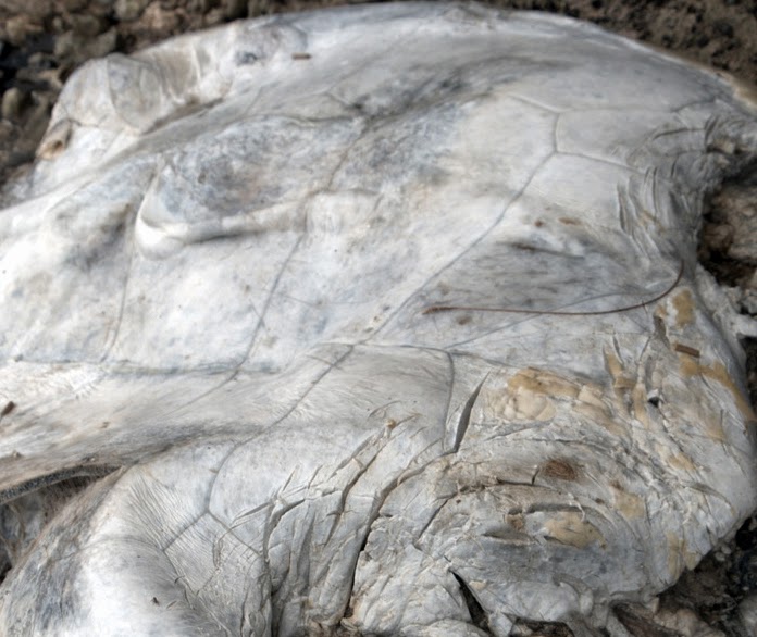 HIMB Community Education Program: What can you learn from a dead turtle?