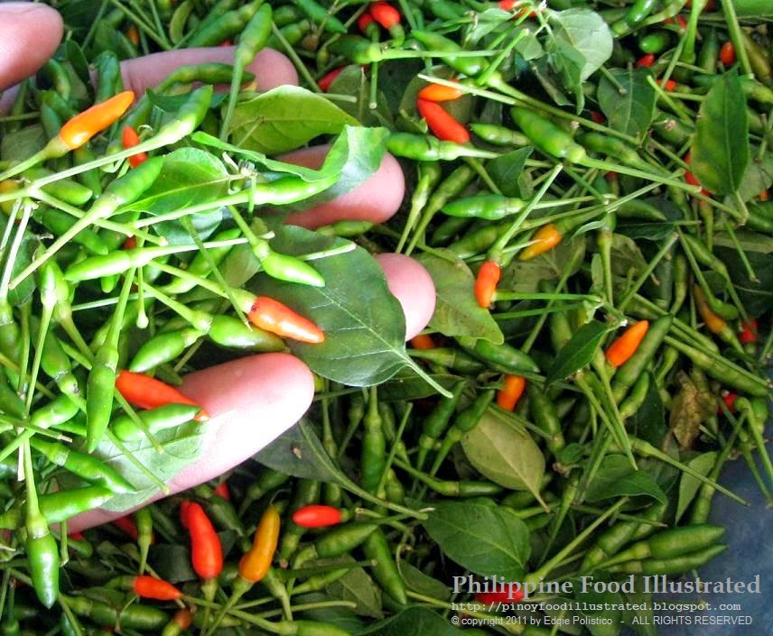 Philippine Food Illustrated: siling labuyo