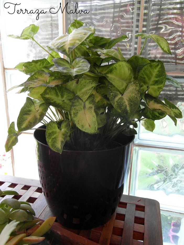 SINGONIO / SYNGONIUM PODOPHYLLUM | Terraza Malva