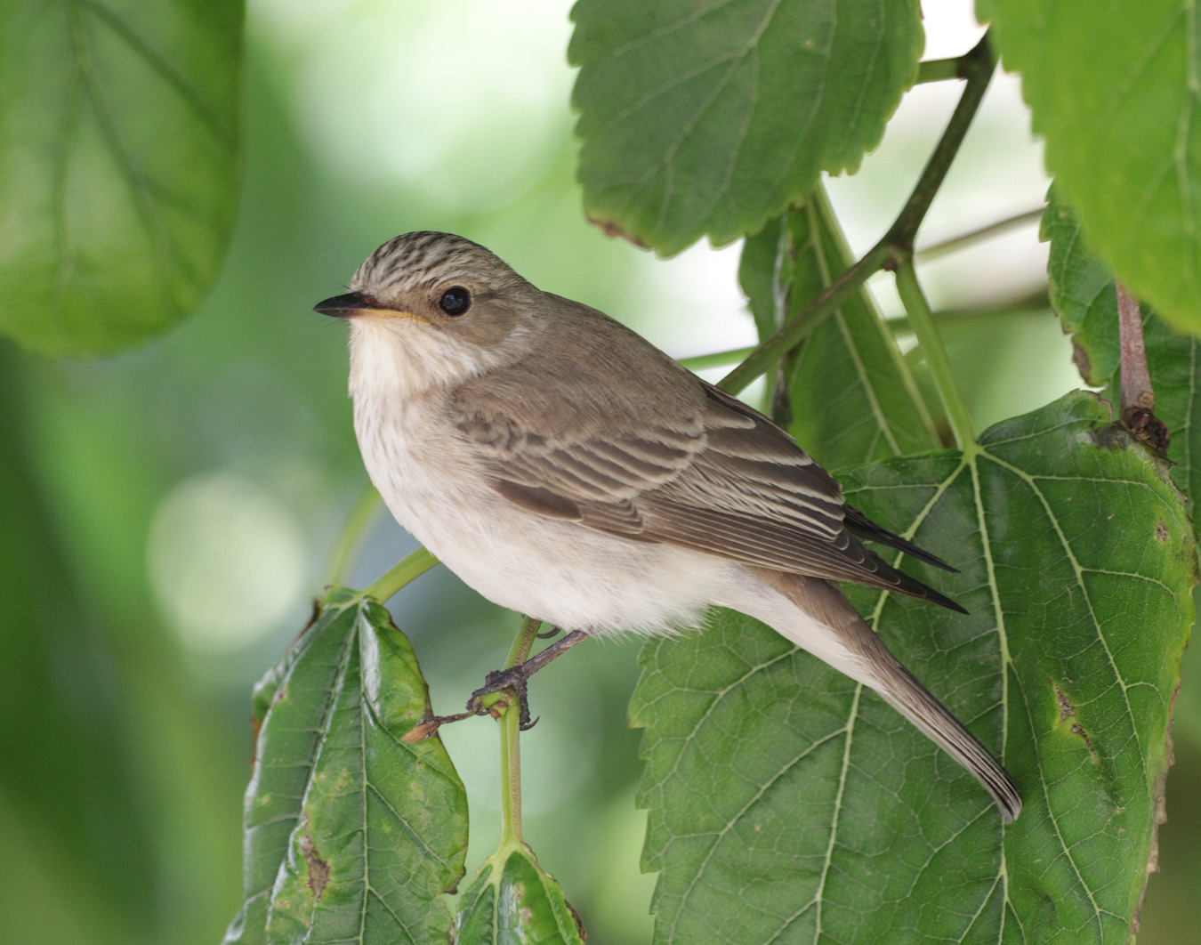 Another Bird Blog: Do The Splits