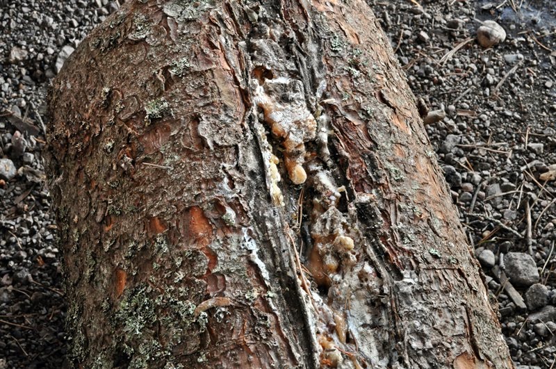 Scandinavian Wilderness: Fire Lighting with Resin