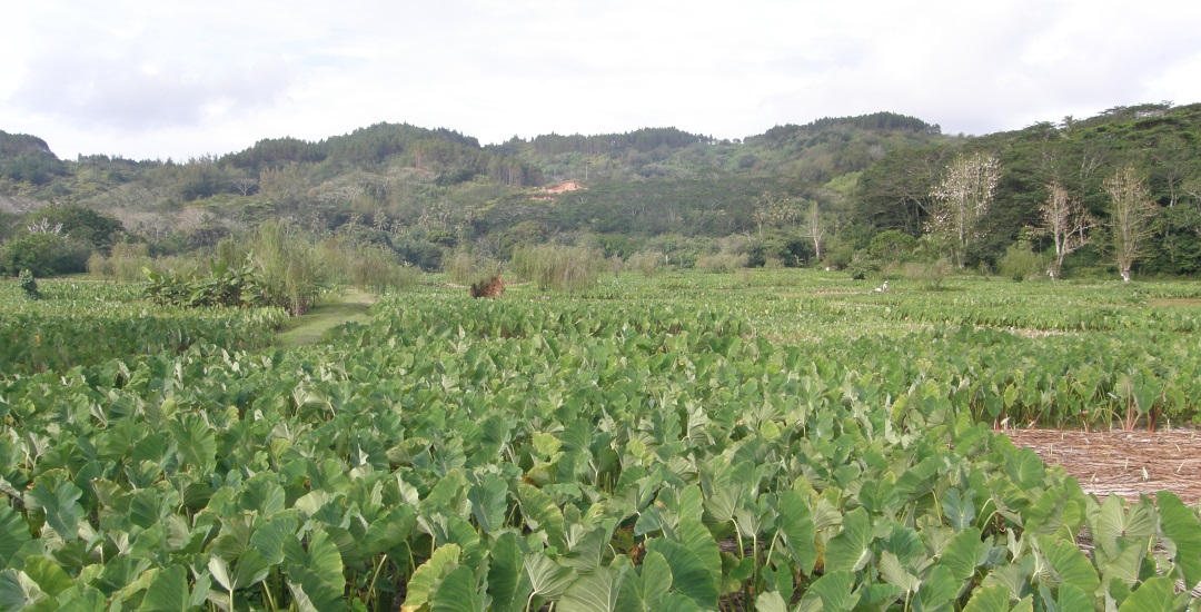 Life in Rurutu: A Polynesian taro saga