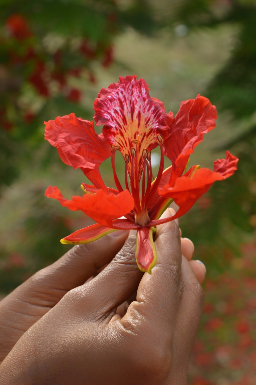 El Flamboyán y su magia de colores