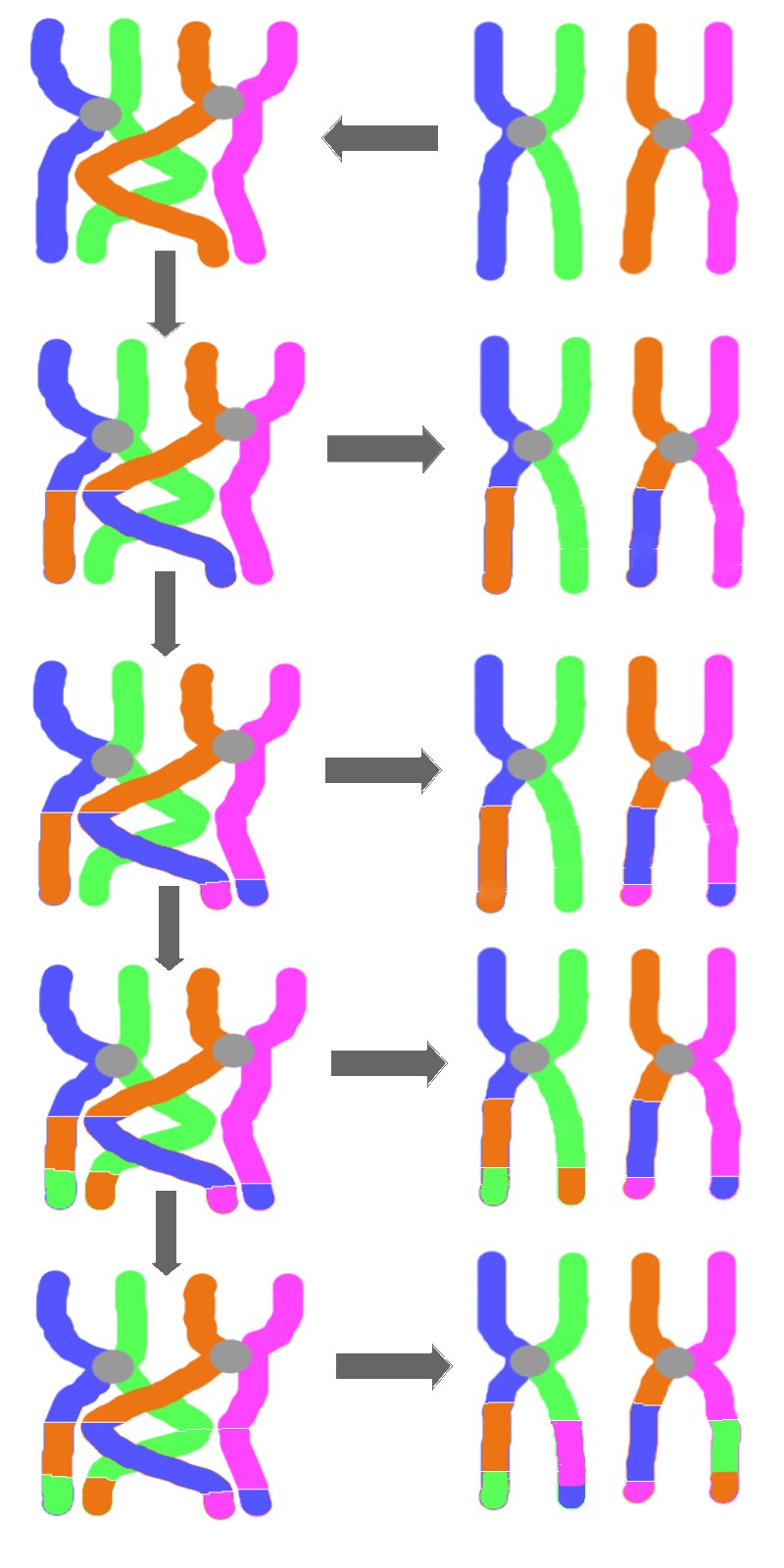 Biotecnología & Evolución: Variabilidad genetica & Cambio evolutivo