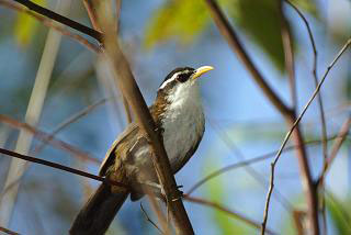 Sri Lankan Endemic Birds: Dhakathi Demalichcha Sri - Lanka Scimitar ...
