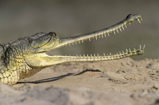 Gavial (reptil) | Facts About All