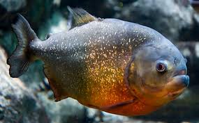 Nature Lover: Piranha Fish