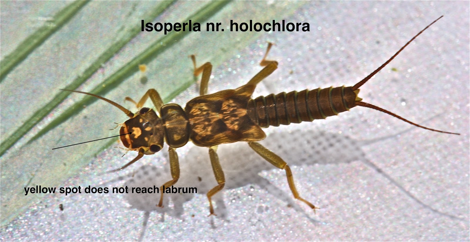 Aquatic Insects of Central Virginia: Isoperla nr. holochlora ("nearly ...