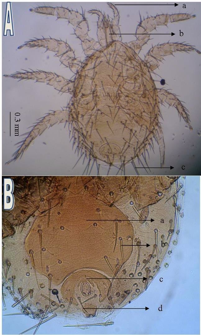 Muslimin Sepe Nada: Ektoparasit Pada Tubuh Tikus