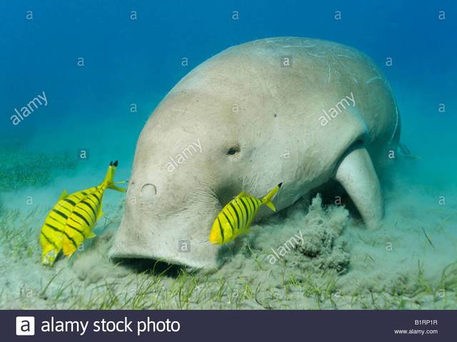 Gambar Ikan Duyung Cantik Hidup dan Jadi Kartun Terbesar