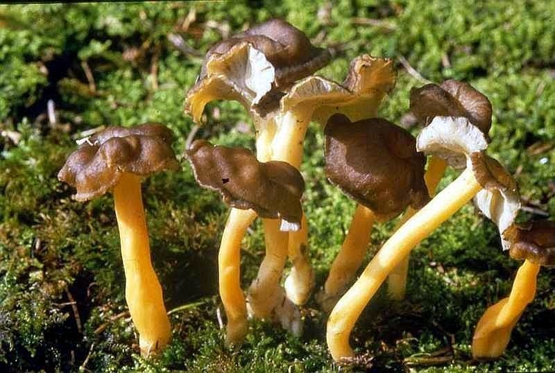 El bloc de les piles: LA CUINA DELS BOLETS A LES PILES