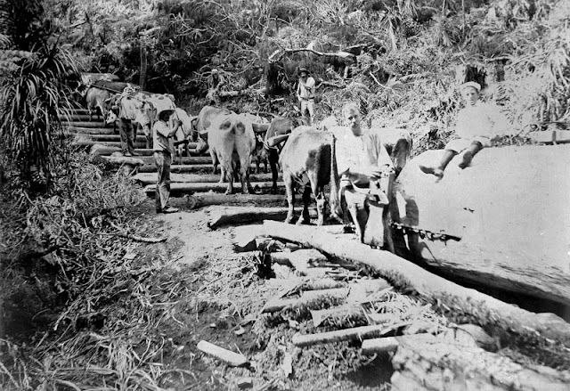 Kauri logging in Waitākere Ranges