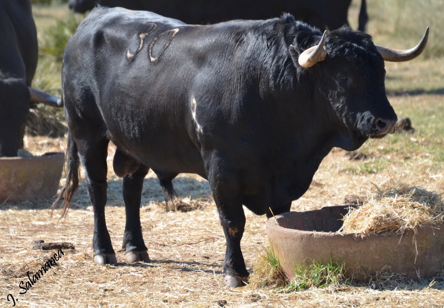 Reflexionando a la Verónica: CORRIDÓN DE “CUADRI” PARA LA PLAZA DE MADRID.