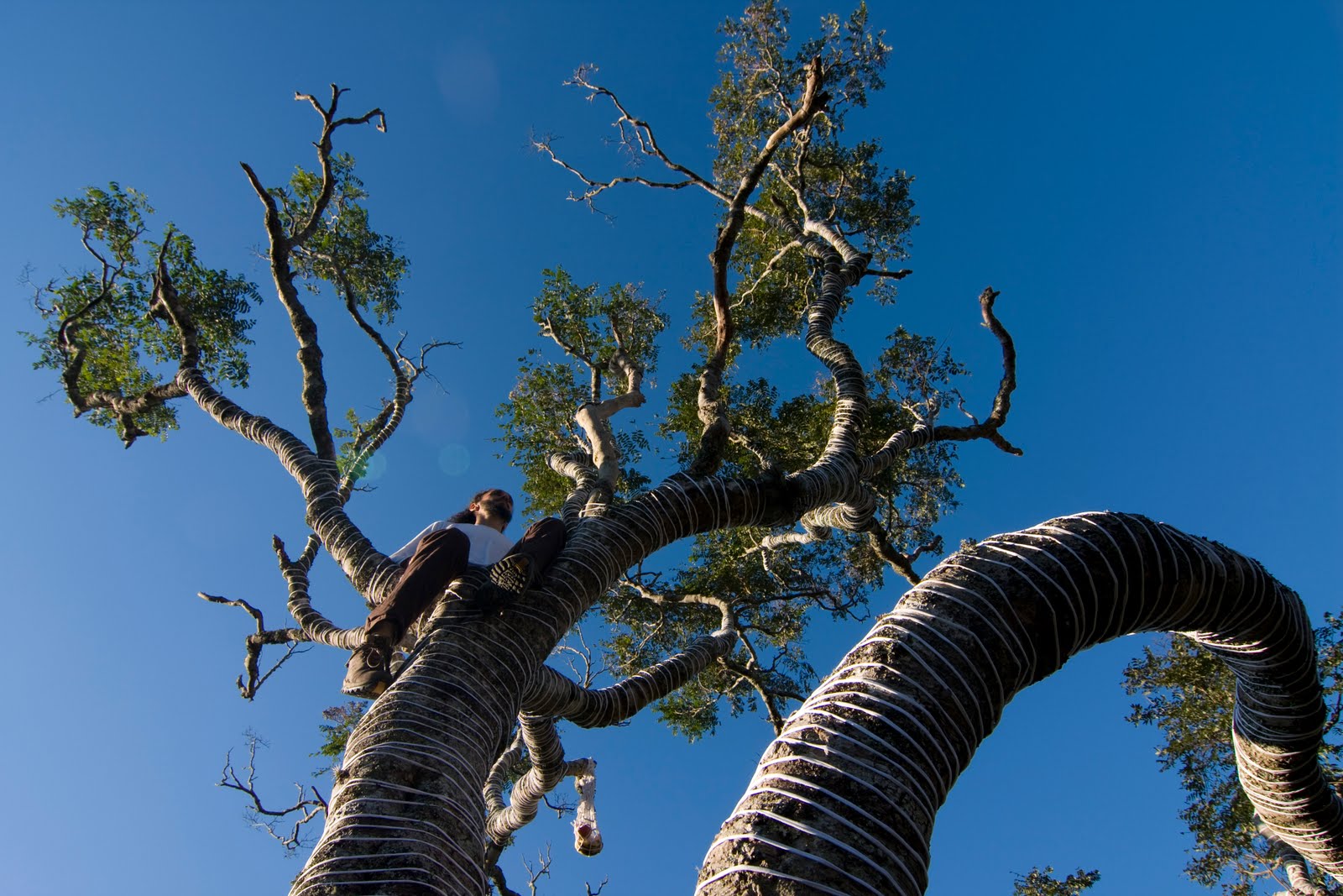 hominidae: Hominidae