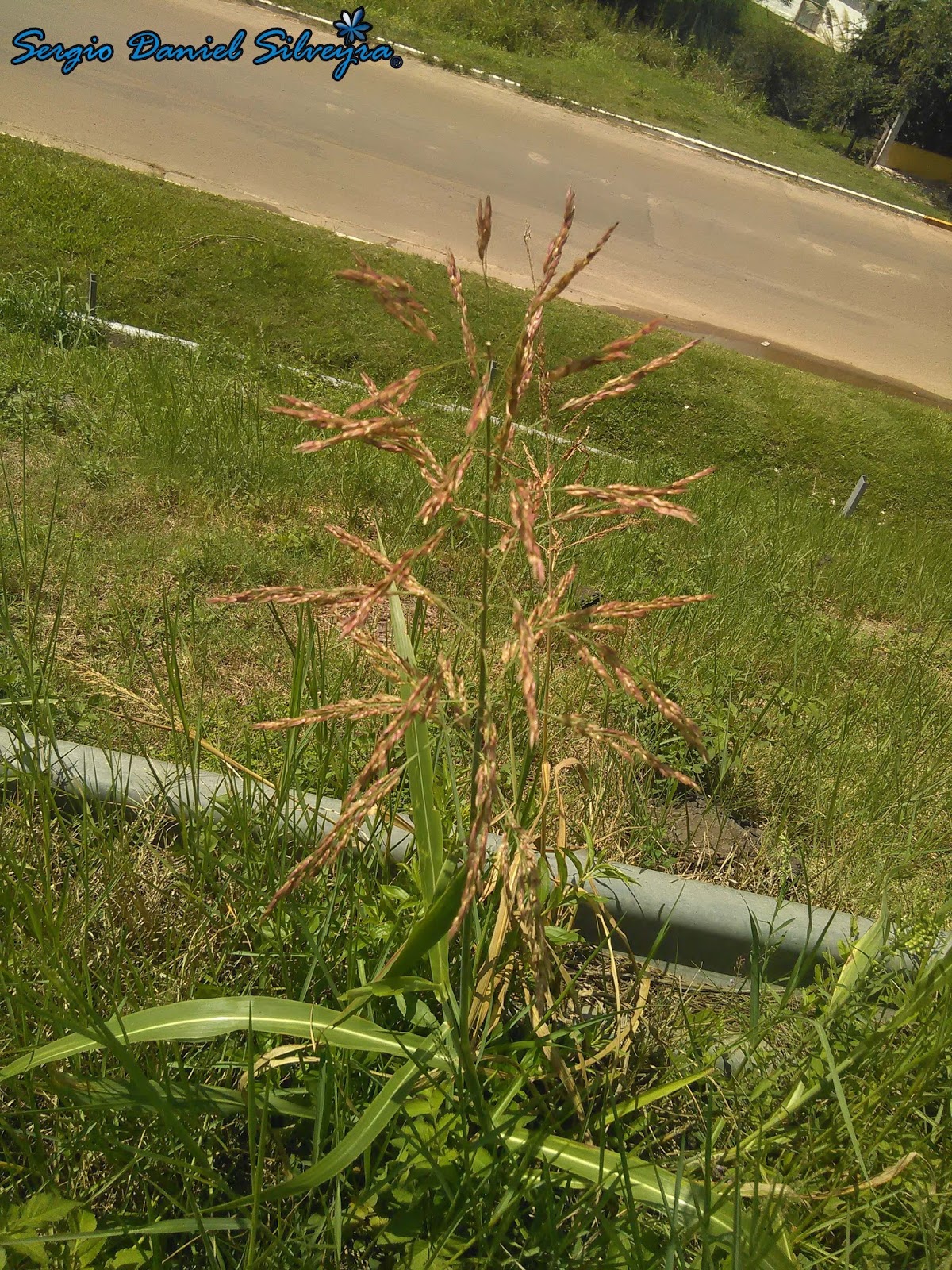 Flora Nativa de Entre Rios