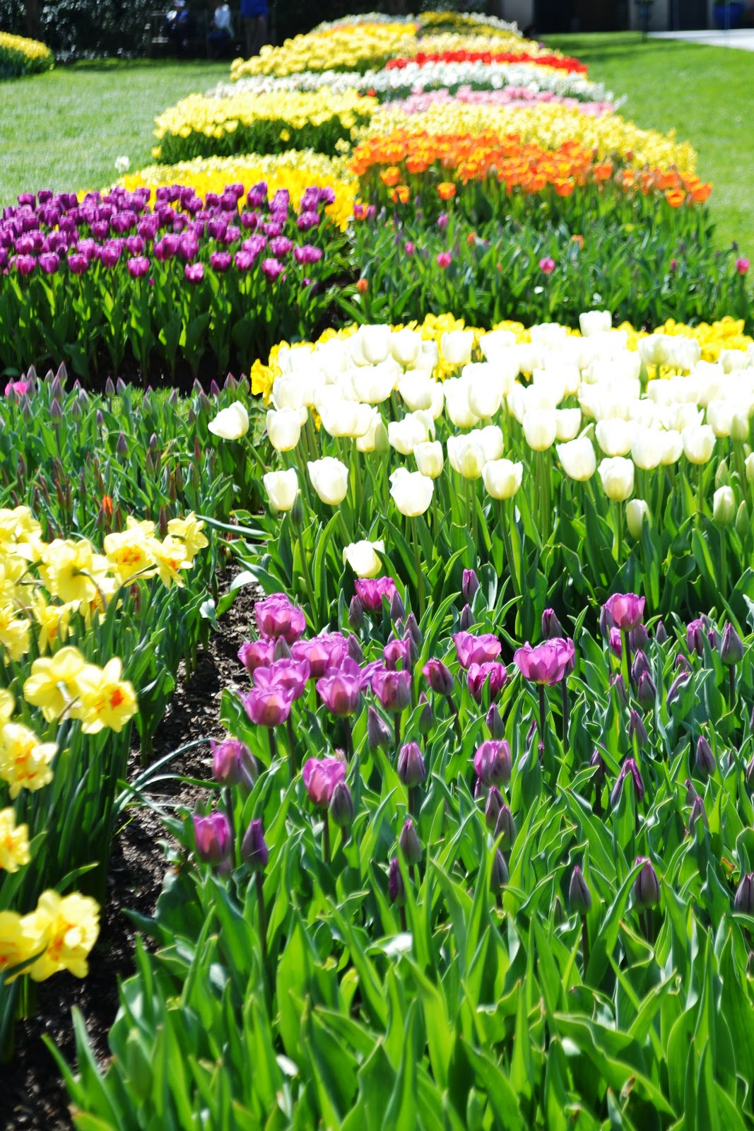 It's All About Purple: Longwood Gardens in Spring