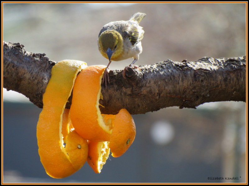 Speel-speel : muisvoël