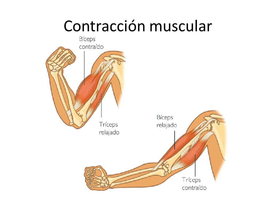 Biomecanica del hueso: octubre 2017