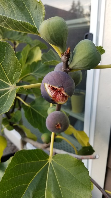 Italian 258 Fig - Var Tin