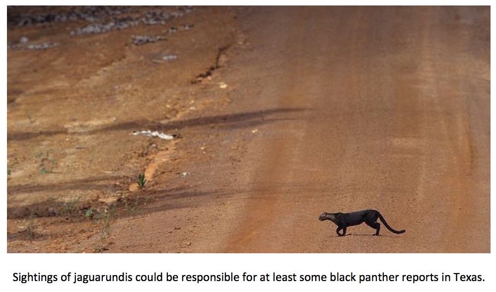 Texas Cryptid Hunter: Black Panther Sightings in Texas Continue