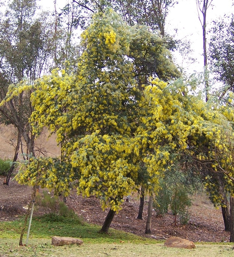 The 2 Minute Gardener: Photo - Bailey's Acacia (Acacia baileyana)
