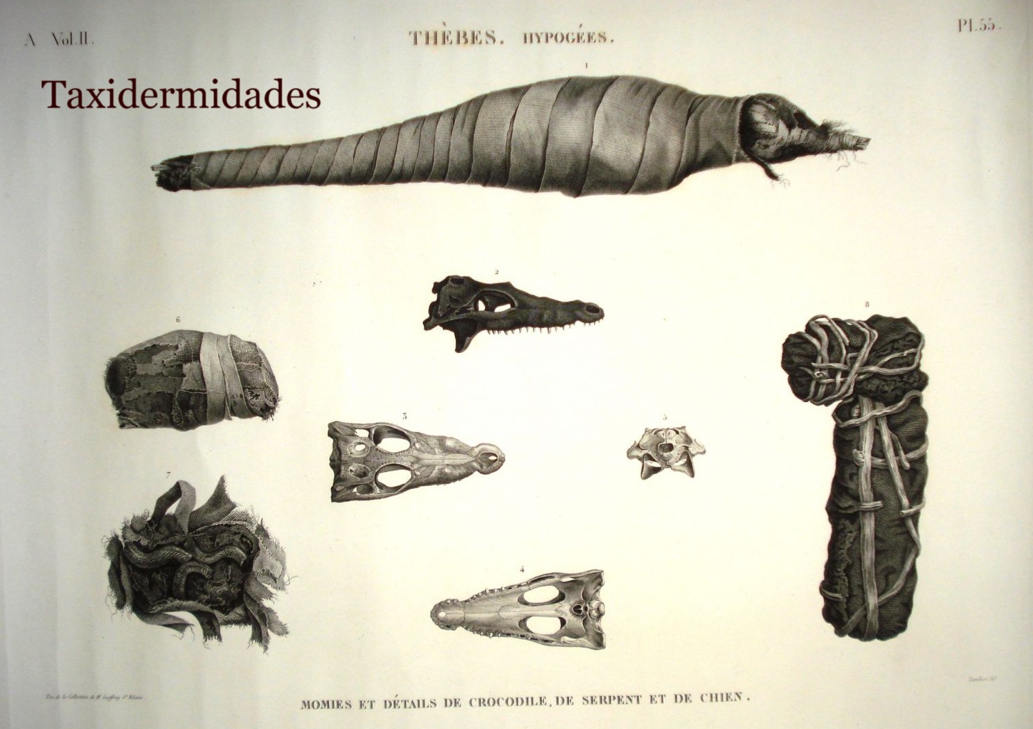 La momificación egipcia. Momias de animales. Segunda parte ...