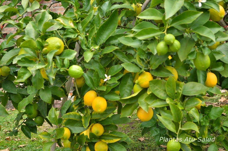 PLANTAS MEDICINALES A TU SALUD: Nota Limón en fragancias
