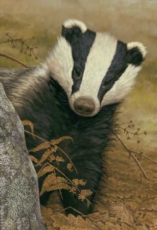 A Day In the Life of a Wildlife Artist: Art for Nature: National Badger ...