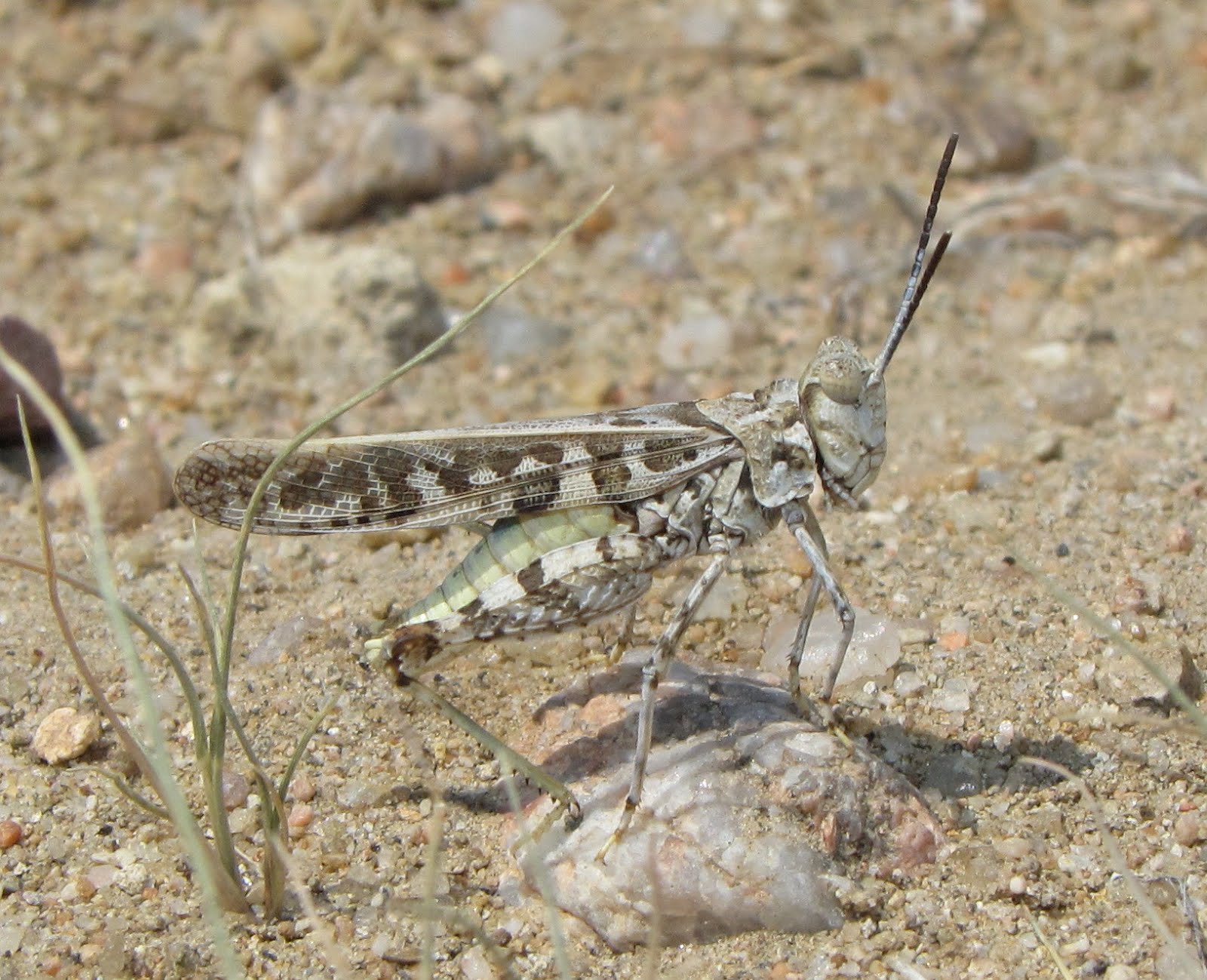 Bug Eric: Summer 'hoppers Part I