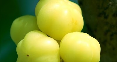 Who can still recall our local Bangkiling or Sour Gooseberry?