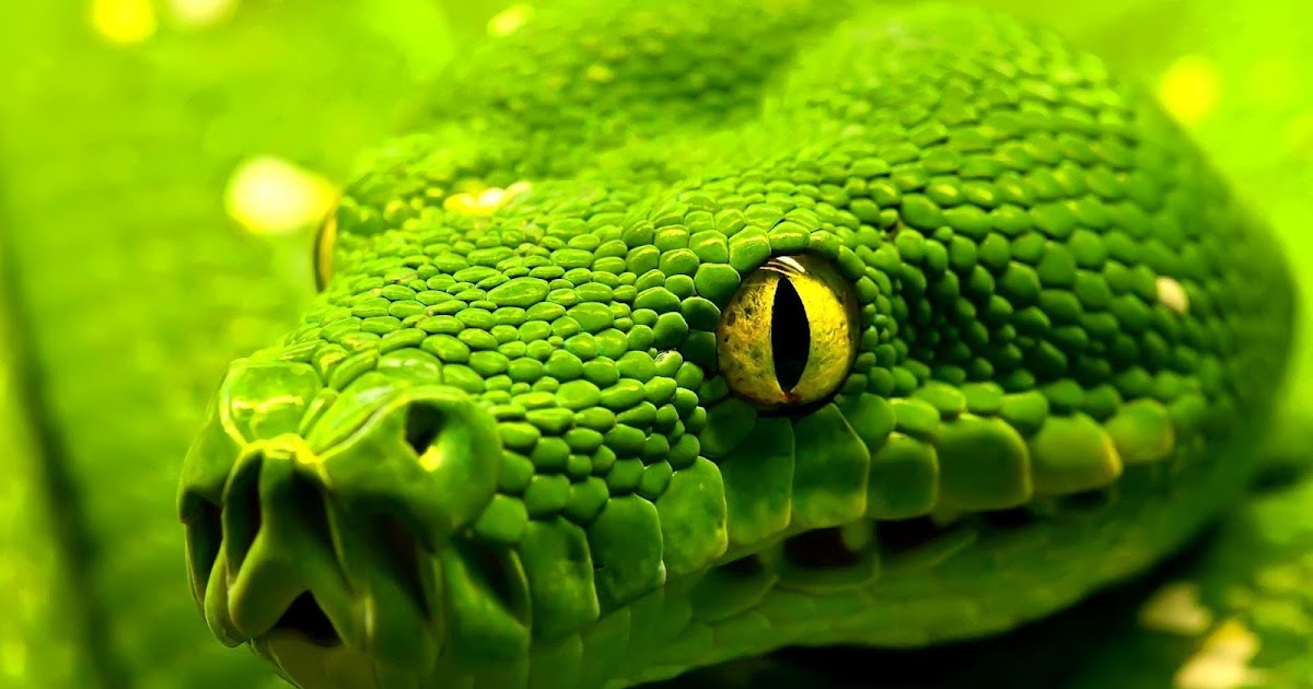 Interesting things: 10 lucruri interesante despre serpi