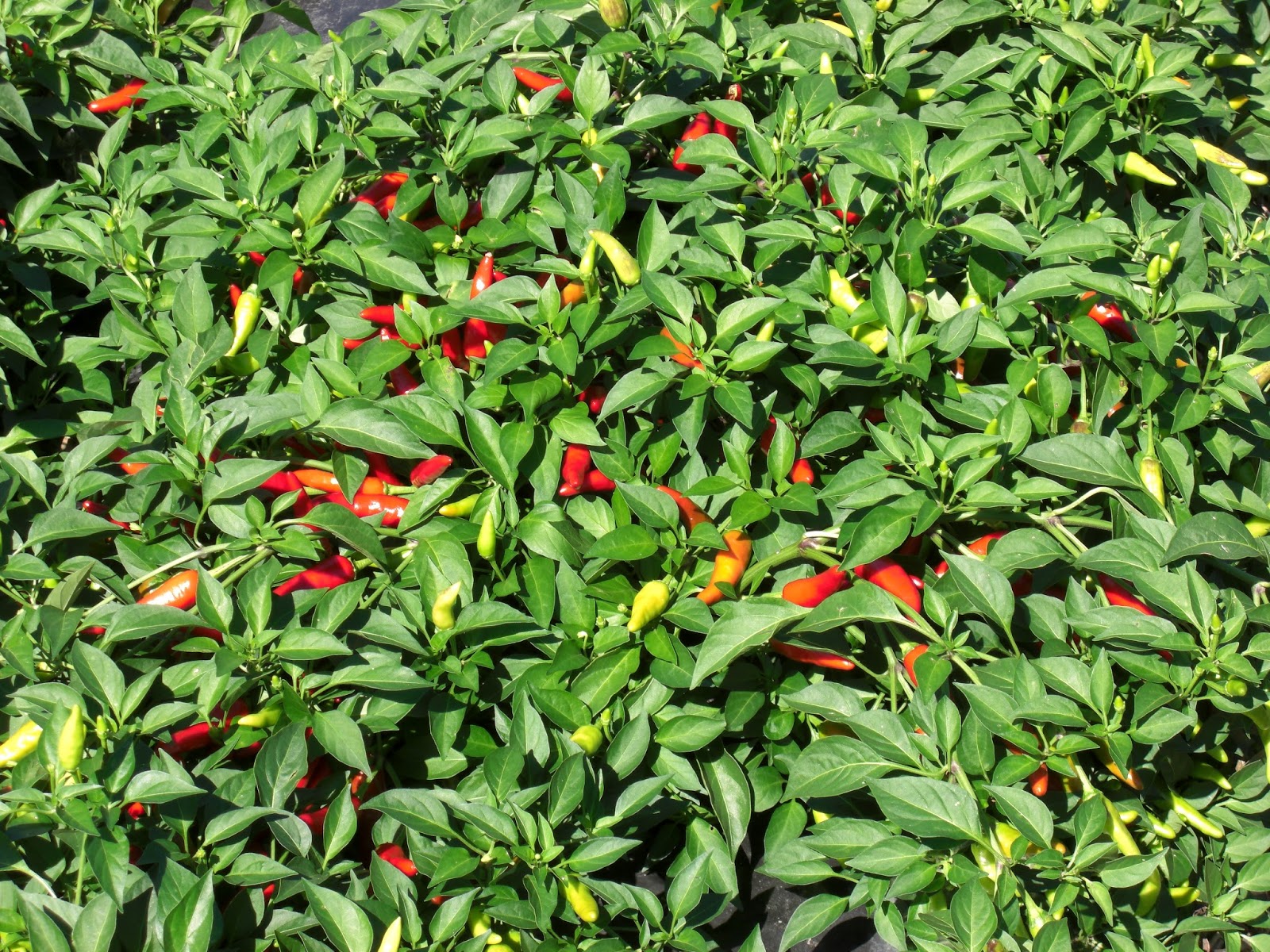 Chilli Plant Field