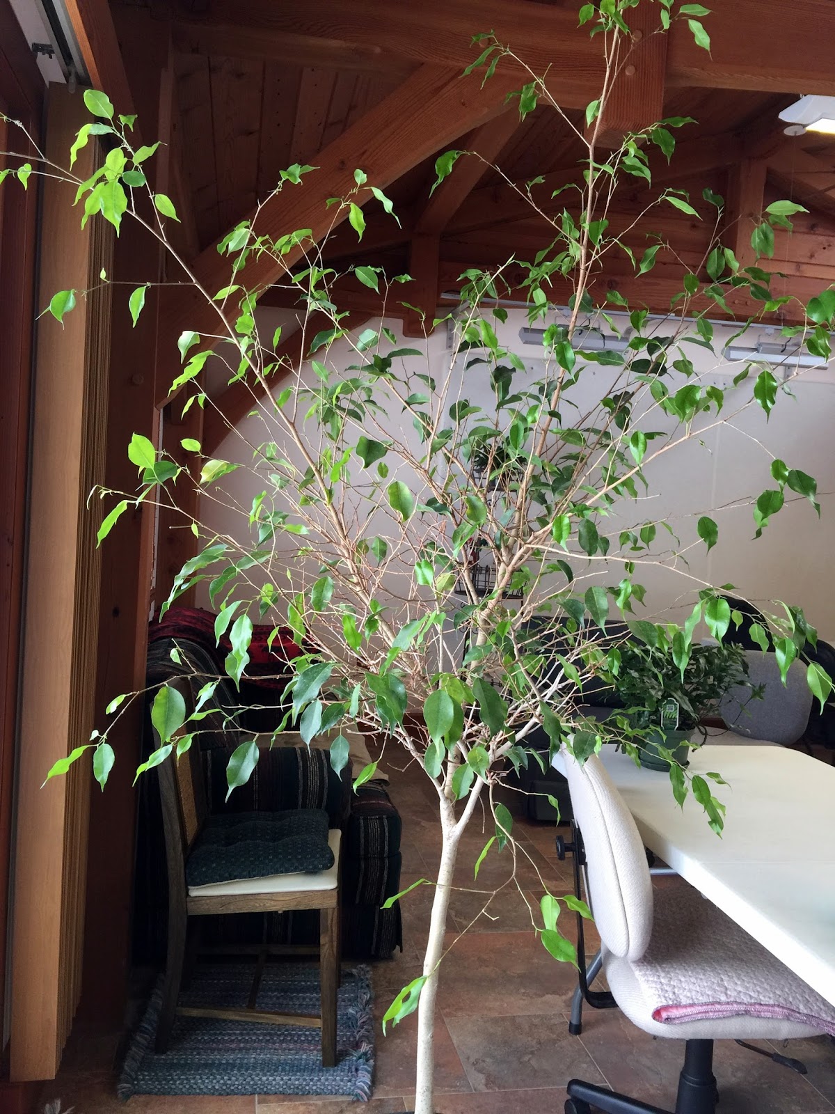 DeCampStudio: Ficus problem