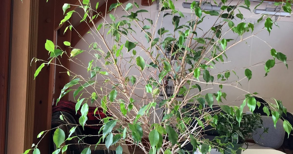 DeCampStudio: Ficus problem