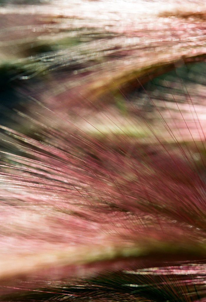 DLT Photographic: "Pink Wheat"?:dltphoto