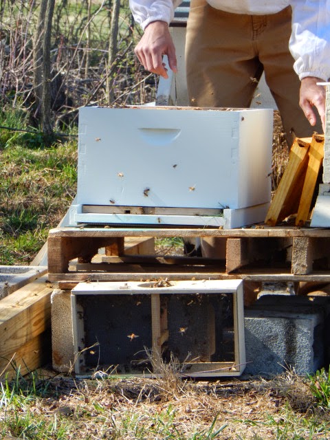 Thy Hand Hath Provided: Honey Bee Packages