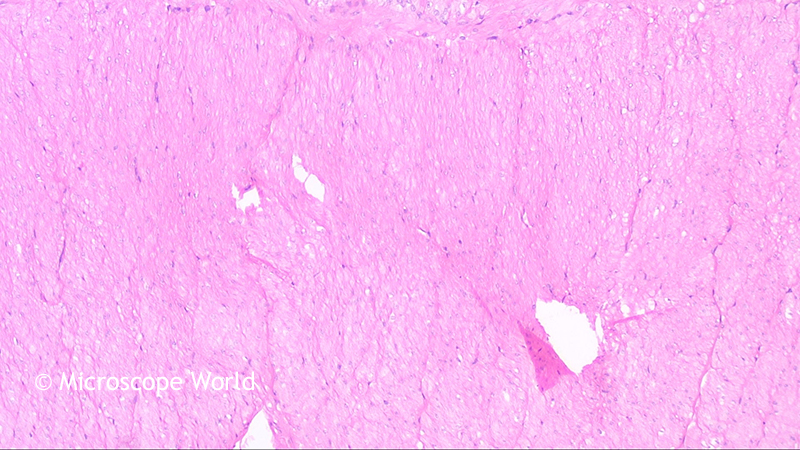 Microscope World Blog: Human Colon Under the Microscope