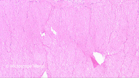 Microscope World Blog: Human Colon Under the Microscope