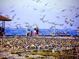 PULAU LAYANG LAYANG SABAH ~ Binusewoll