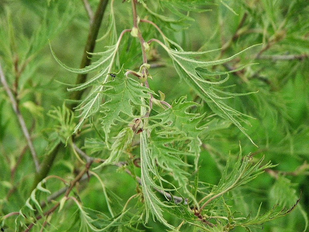 kahe valla piiri peal: ilma ühegi õieta