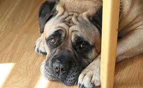 Stress en Perros | Mi perrifamilia