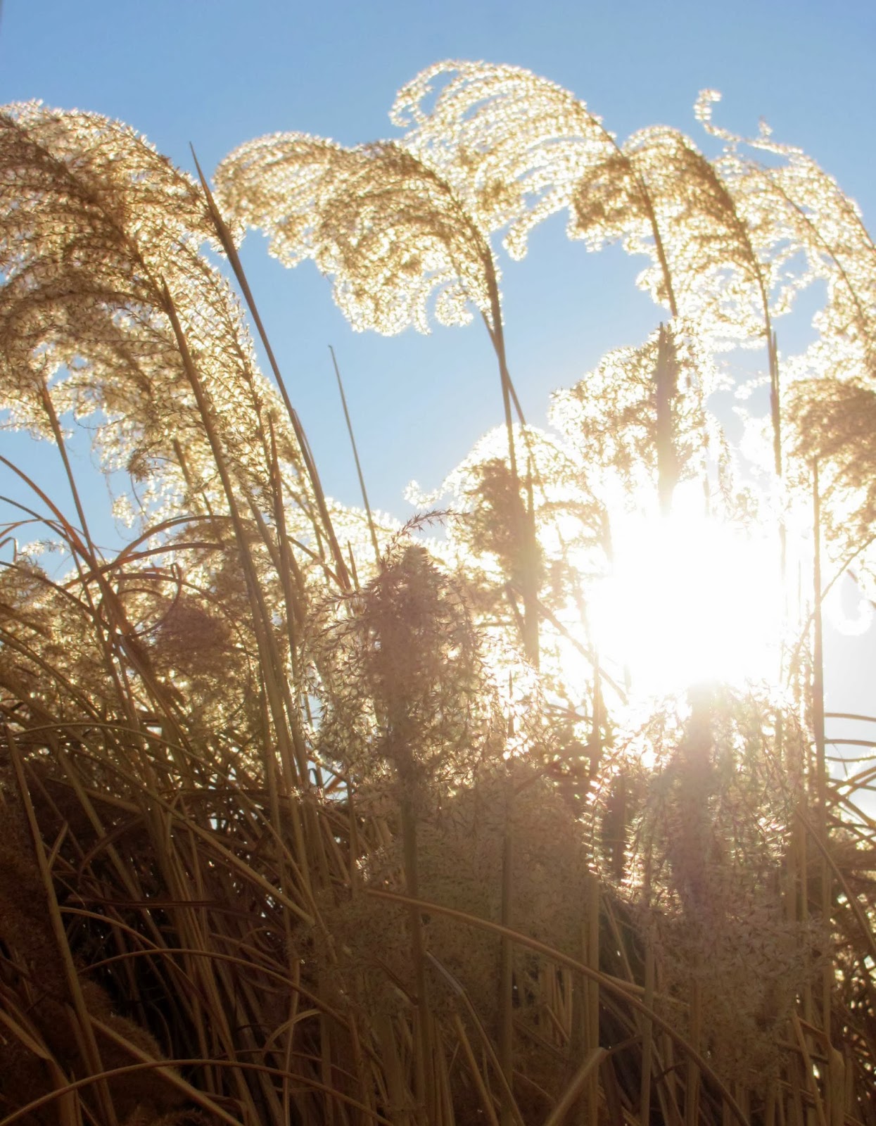 Speedway Daily Photo: An Amber Wave of Decorative Grass