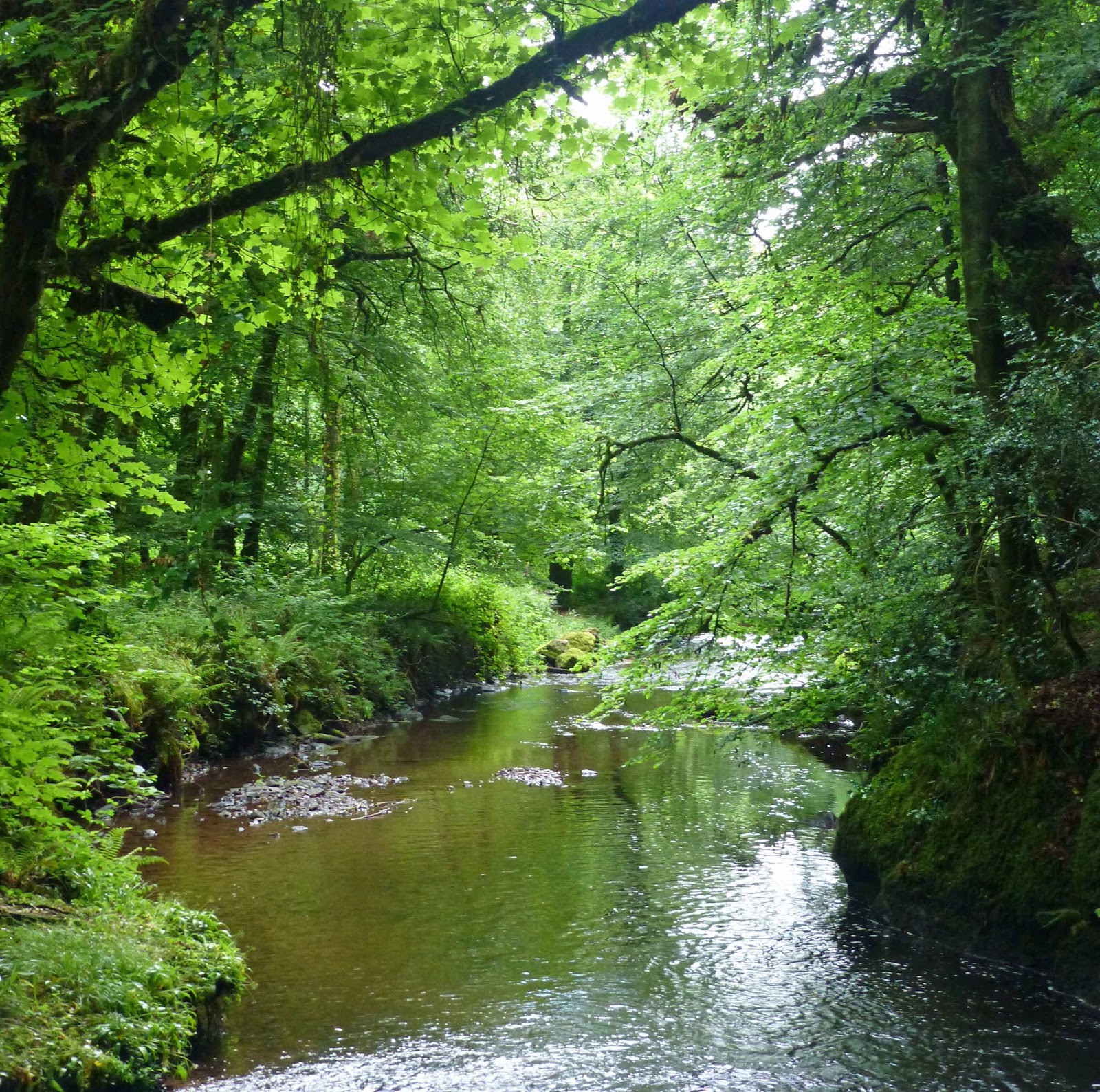 A Walk in Glenbower Wood