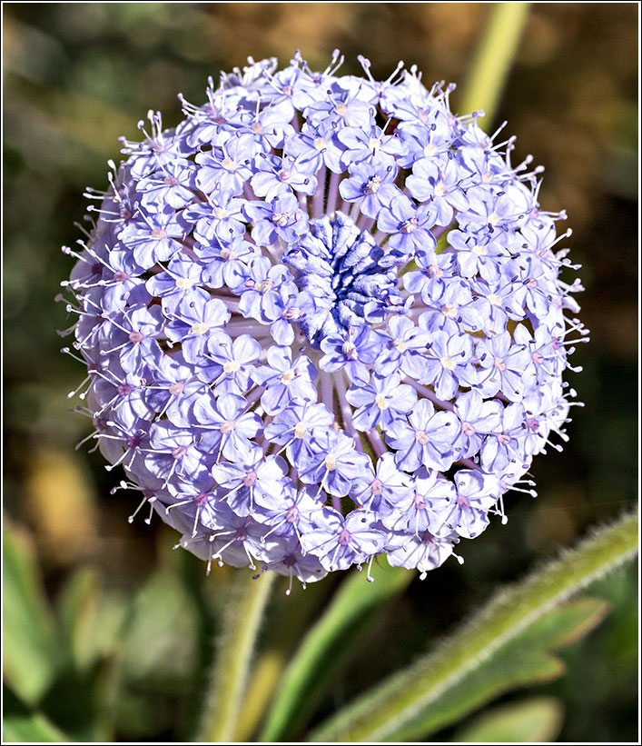 Wallpaper-HD-Blog: Blue lace flower