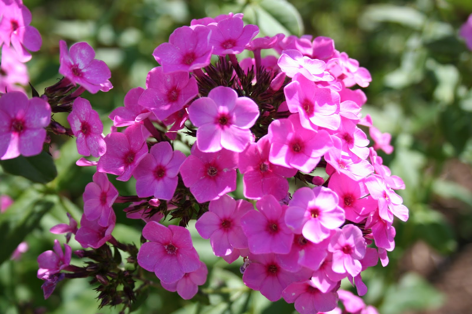 Phlox Flowers