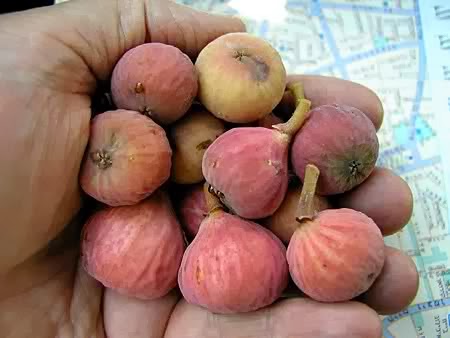 AmicoMario: IL SICOMORO IL BIBLICO ALBERO DELLA VITA E DELLA SALVEZZA ...