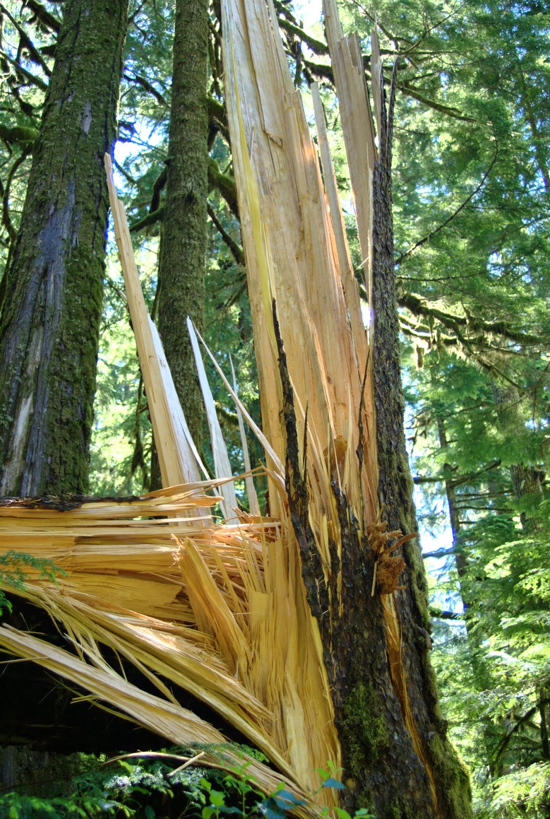 Day Hiking Trails: How to remove splinters from hiking child