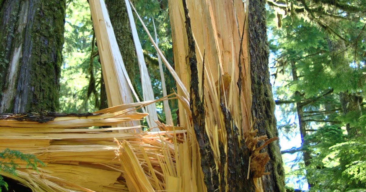 Day Hiking Trails: How to remove splinters from hiking child